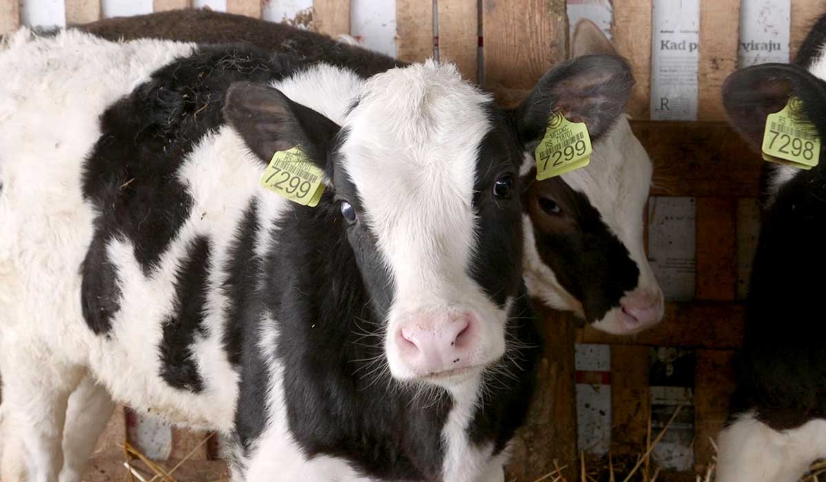 Farma krava i proizvodnja mleka gazdinstva Vukmanov - Agro saveti