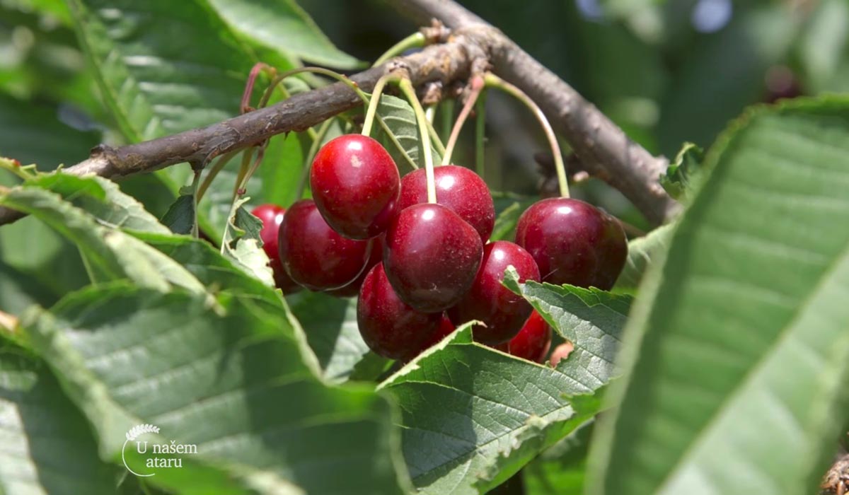KAKO zaštititi KOŠTIČAVO voće od MONILIE u fazi CVETANJA - Agro saveti