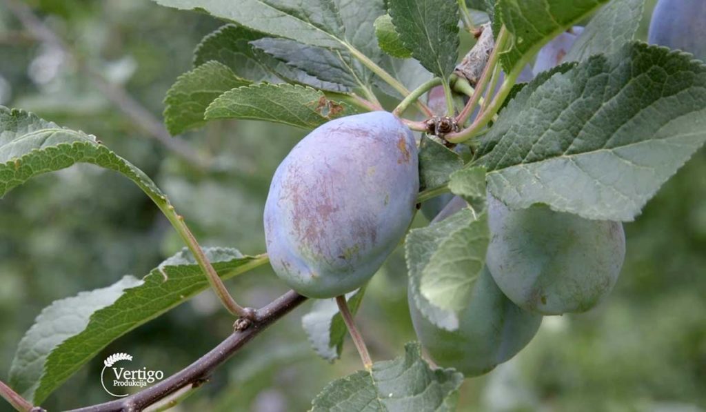 Zaštita ŠLJIVE od glodara i divljači - Agro saveti