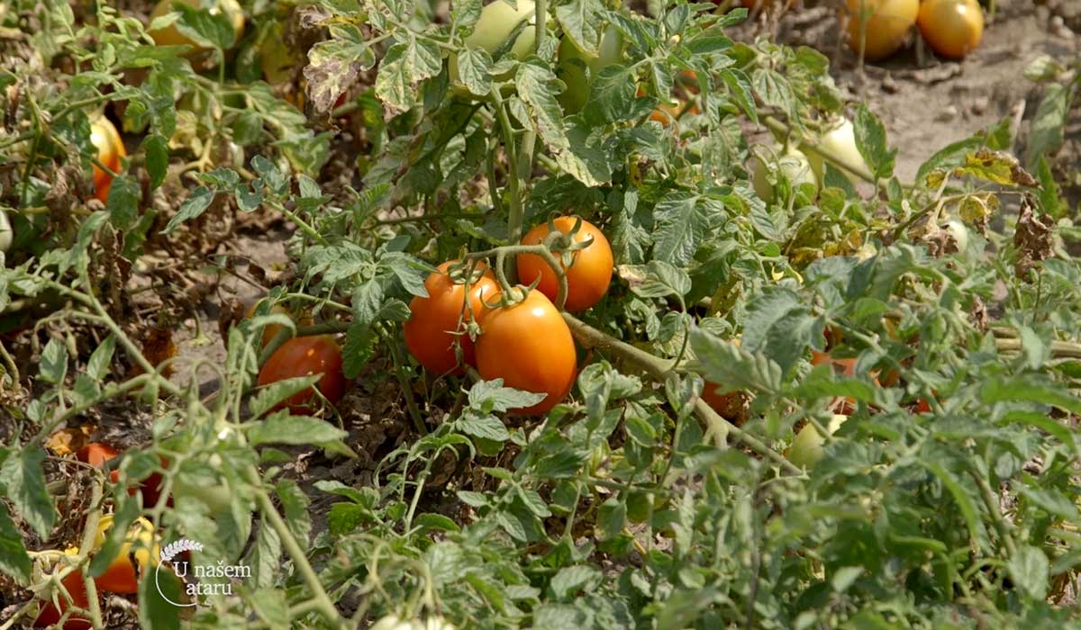 Zašto žute listovi na paradajzu i kako ga oporaviti - Agro saveti