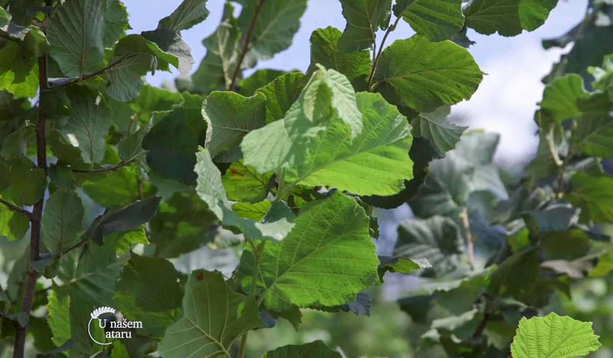 Aktuelna zaštita LESKE - Agro saveti