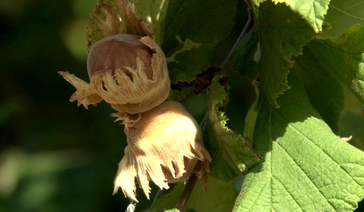 Plantaža leske na 9 ha: Umesto žbunastog posadili KALEMLJENI lešnik ...