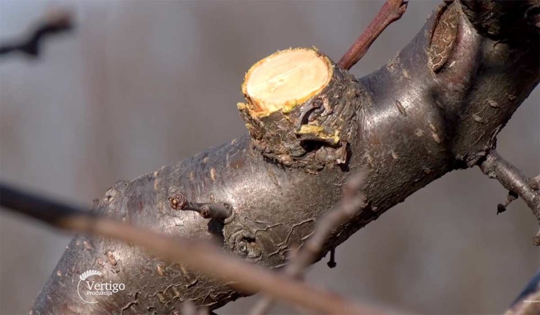 ZIMSKA REZIDBA VOĆKI i važne smernice za orezivanje - Agro saveti