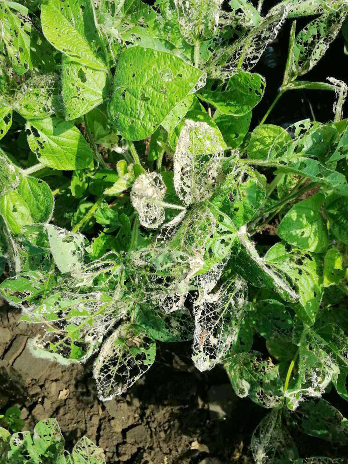 Primećeno veće prisustvo gusenica na soji - Agro saveti