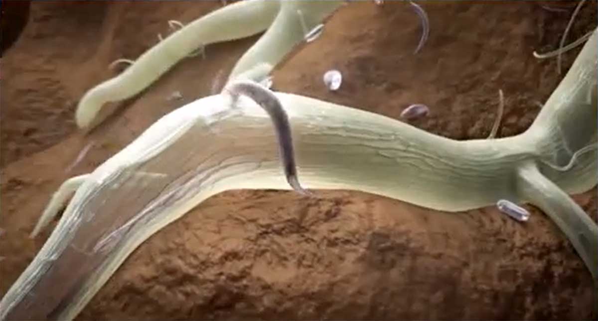 Revolucionarno rešenje za nematode u zemljištu - Agro saveti