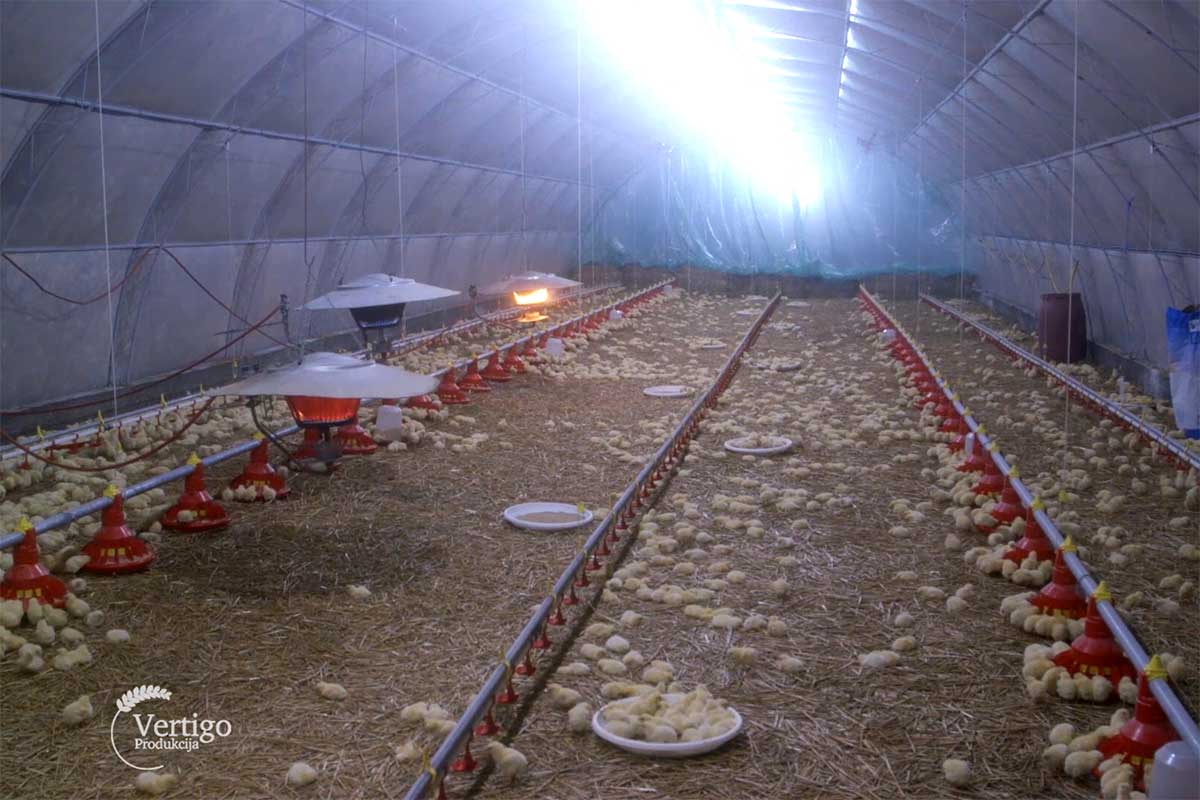 Tov pilića u Kuli – novi objekti - Agro saveti