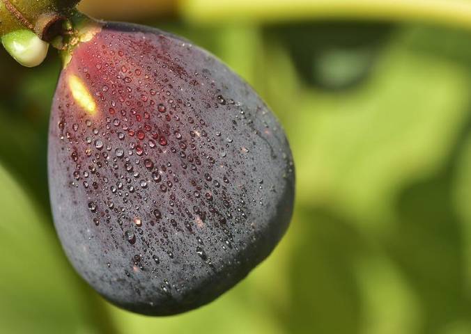 Šta jedna smokva na dan čini za naš organizam - Agro saveti