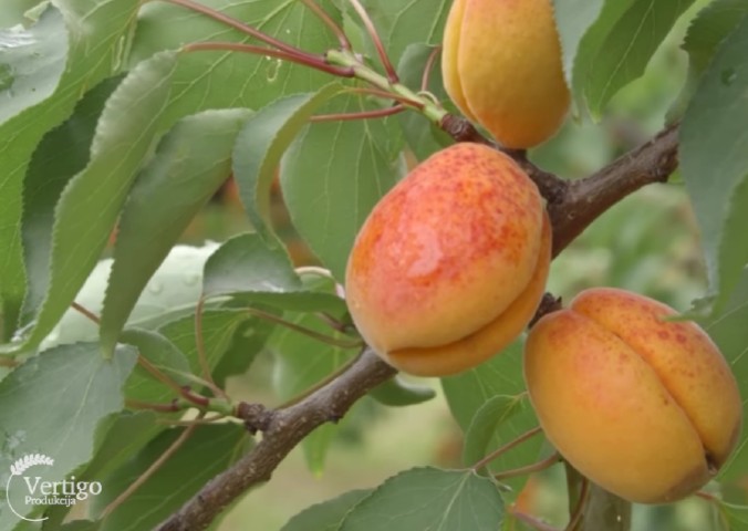 Zbog čega se KAJSIJA suši - Agro saveti