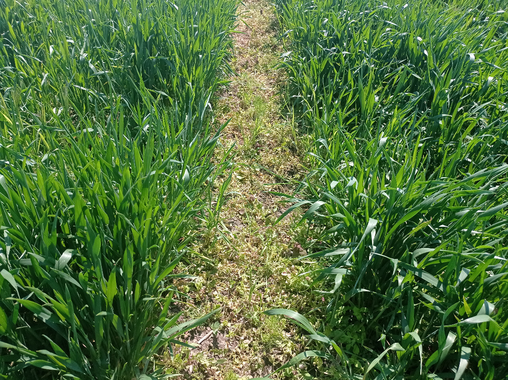 Preporuka prvog tretmana u strnim žitima - Agro saveti