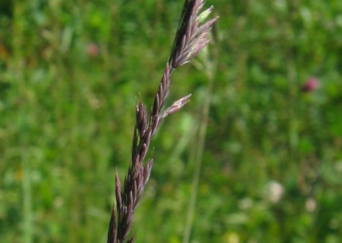 Trava za minimalno održavanje - Agro saveti
