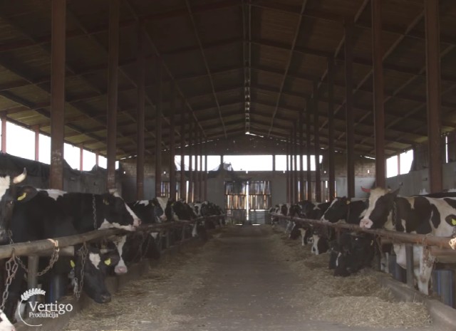 Farma sa 330 krava i borba domaćina da grla ne završe u klanicama ...