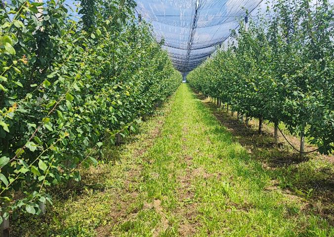 Aktuelna zaštita i ishrana u zasadima šljive - Agro saveti